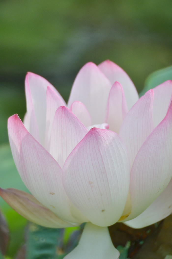 Spiritual Keynote Presentations & Seminars - Rebekah Carpenter Keynote Speaker & Author